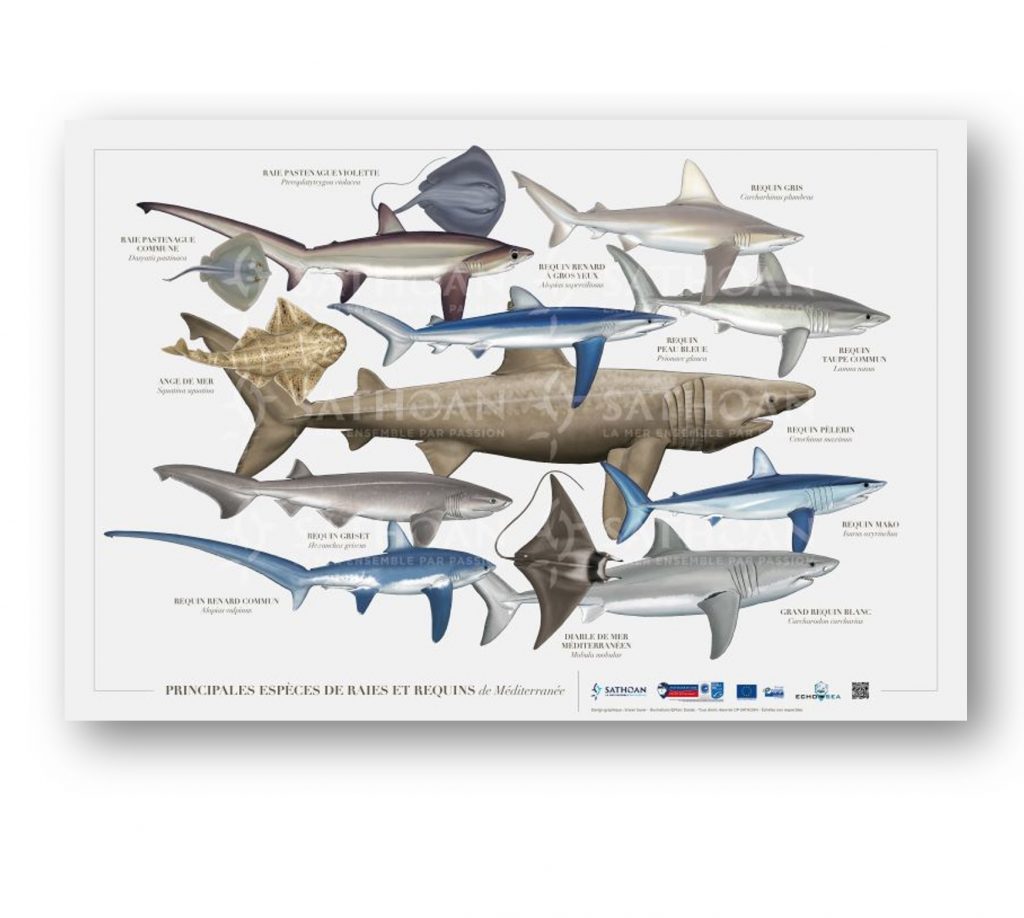 POSTER : les requins et raies de Méditerranée – Valpem